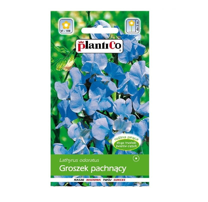 GROSZEK pachnący NIEBIESKI nasiona kwiatów 2g - PlantiCo | Sklep EMPIK.COM