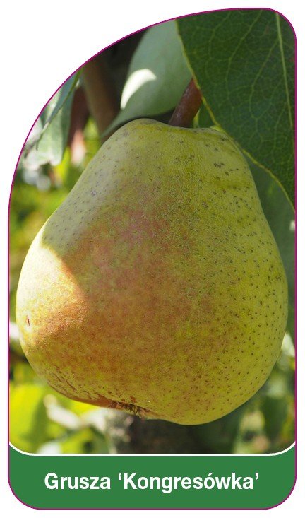 Grusza 'Kongresówka' - Euroflora | Sklep EMPIK.COM