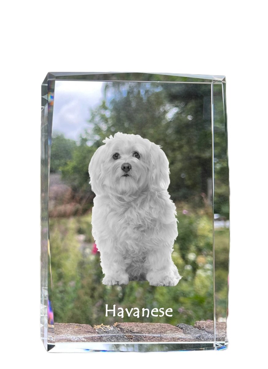 Hawańczyk, Havanese - kryształ ze zdjęciem psa, zdjęcie w szkle ...