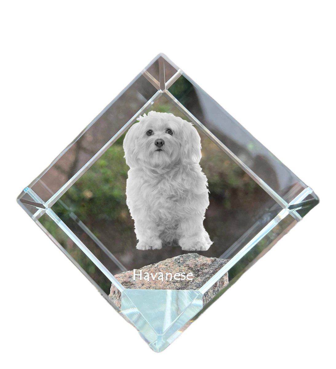 Hawańczyk, Havanese - kryształowa kostka ze zdjęciem, zdjęcie konia w ...