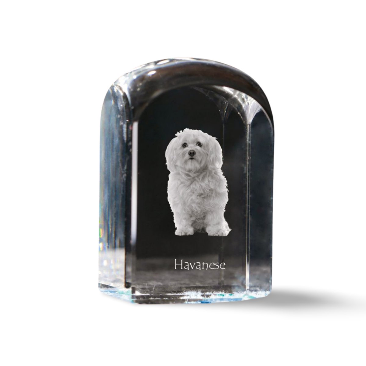 Hawańczyk, Havanese - kryształowa kostka ze zdjęciem, zdjęcie psa w ...