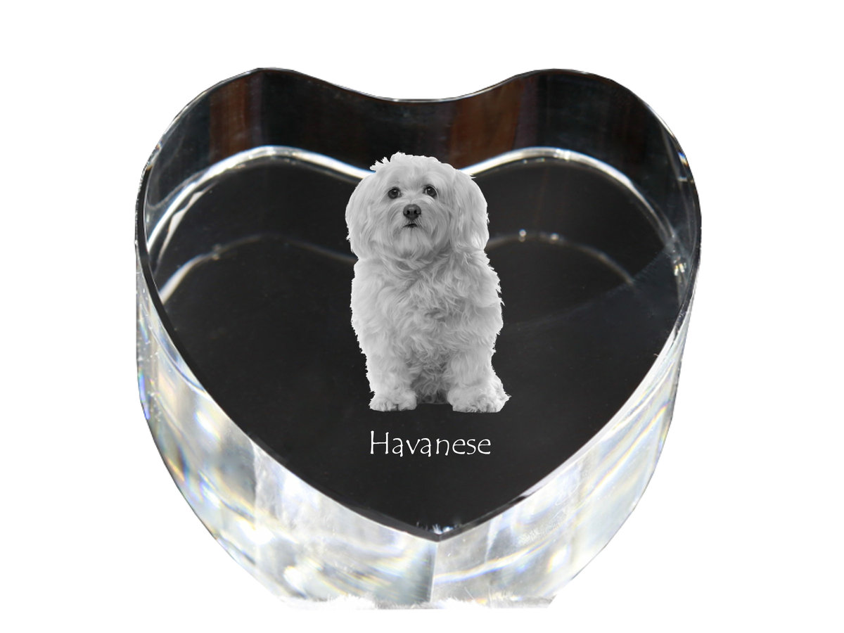 Hawańczyk, Havanese - zdjęcie psa w krysztale, kryształowe serce ...
