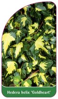 Hedera helix 'Goldheart' etykieta szkółkarska - Euroflora | Sklep EMPIK.COM