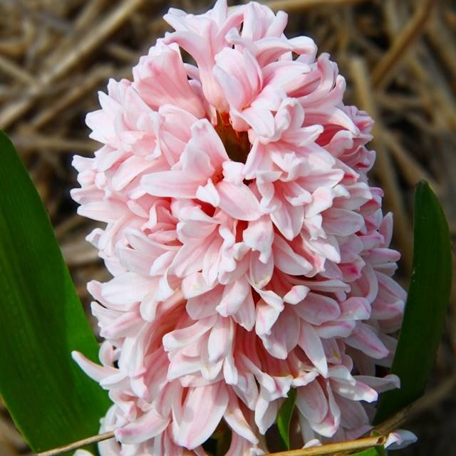 Hiacynt Apricot Passion 10 szt. - Inna marka | Sklep EMPIK.COM