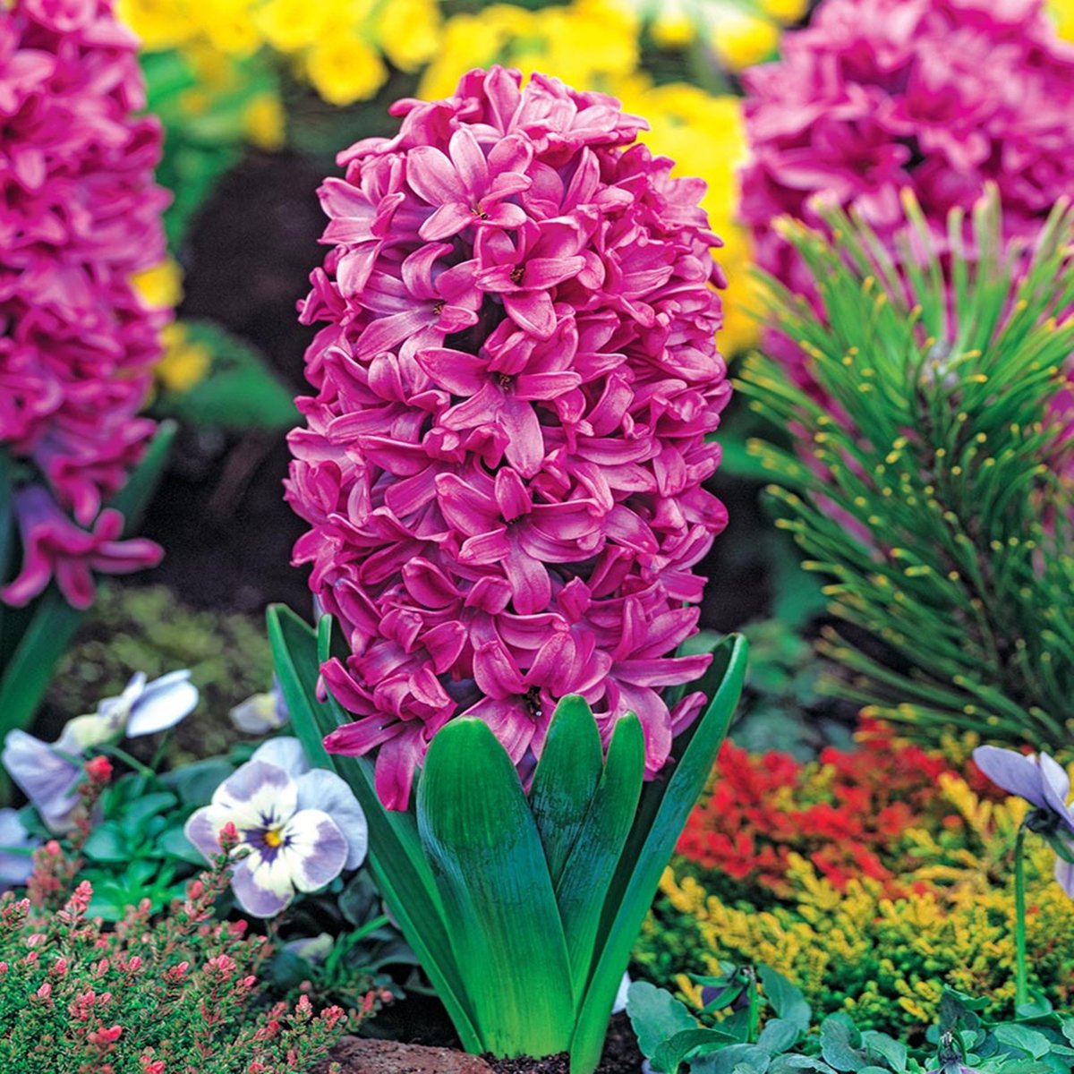 Hiacynt Miss Saigon 3 szt cebulki hiacynty cebule - BENEX | Sklep EMPIK.COM