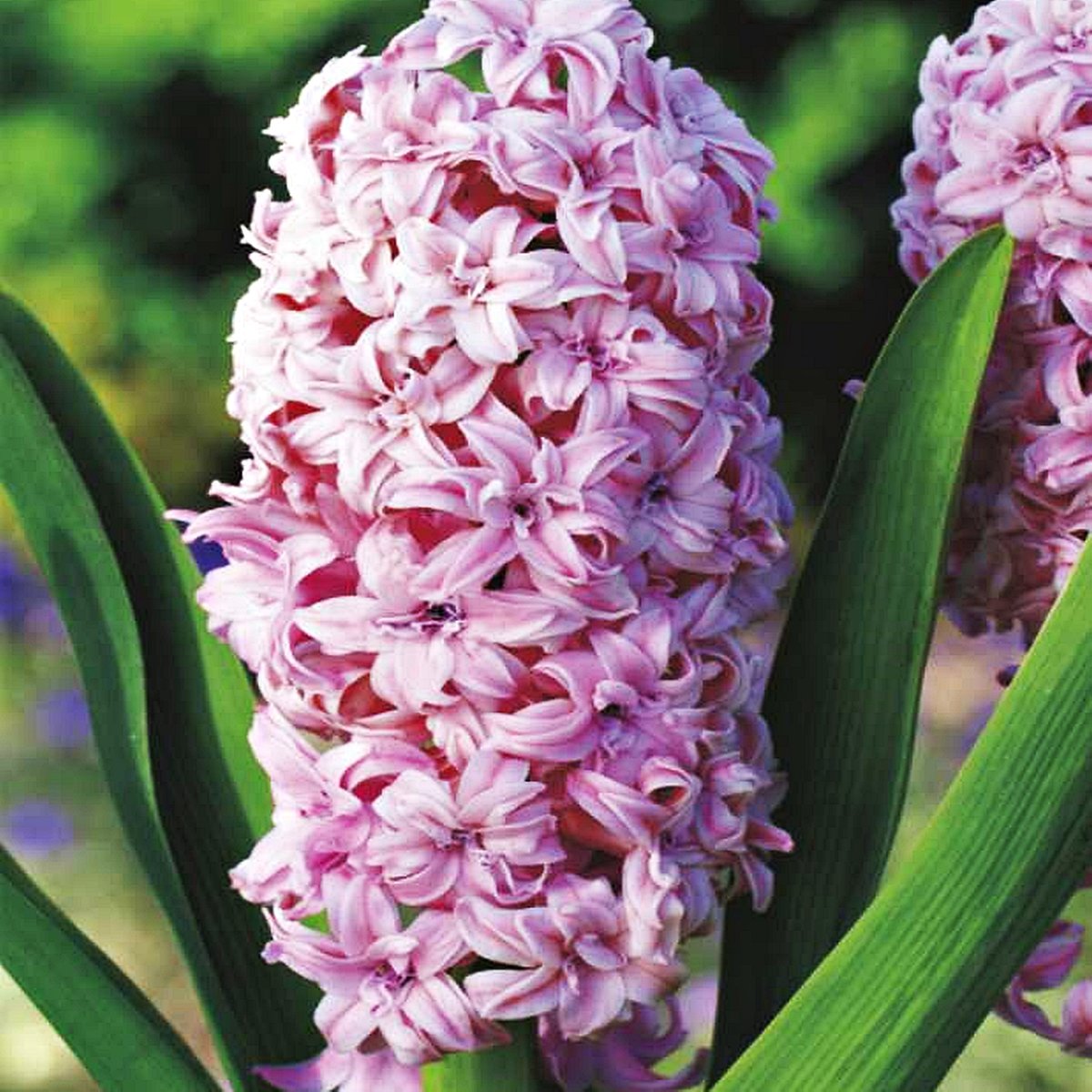 Hiacynt Pełny Prince Of Love 1szt cebulki hiacynty - BENEX | Sklep ...