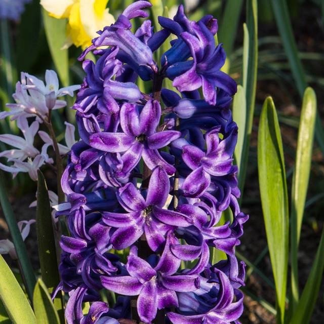 Hiacynt Purple Star 3 szt. - Inna marka | Sklep EMPIK.COM