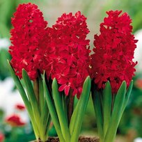 Hiacynt Red Glory 3 szt. cebulki cebule kwiaty - Inna marka | Sklep ...