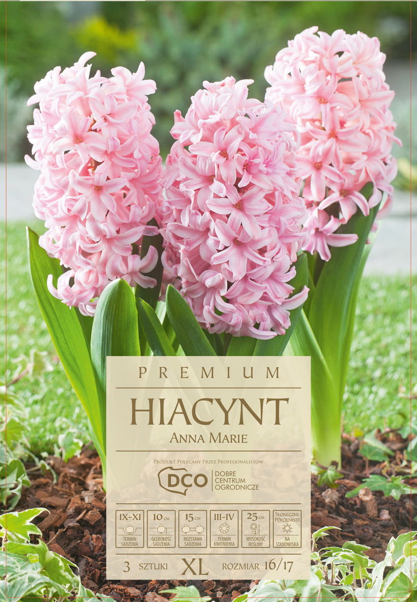 Hiacynt wschodni Anna Marie pastelowy różowy 3 sztuki - DCO | Sklep ...
