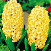 Hiacynt Żółty 3 szt cebulki hiacynty cebule - BENEX | Sklep EMPIK.COM