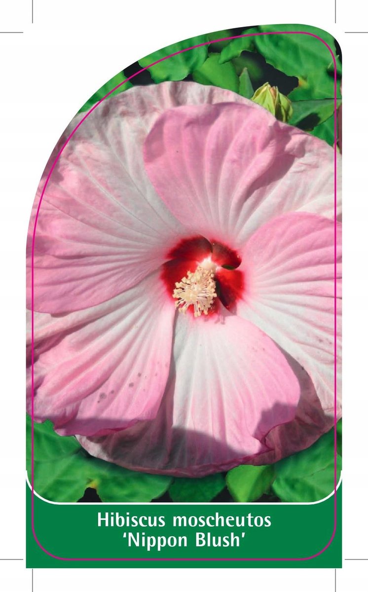 Hibiscus moscheutos 'Nippon Blush' etykiety - Euroflora | Sklep EMPIK.COM