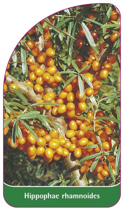Hippophae rhamnoides - A etykieta szkółkarska - Euroflora | Sklep EMPIK.COM