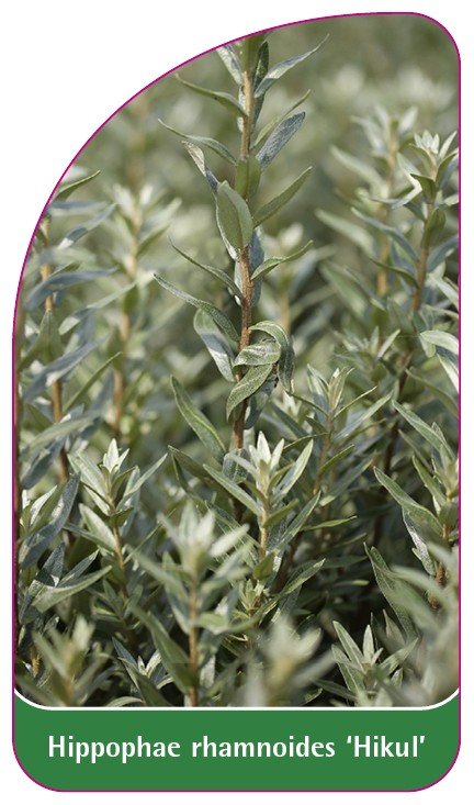 Hippophae rhamnoides 'Hikul' etykieta szkółkarska - Euroflora | Sklep ...