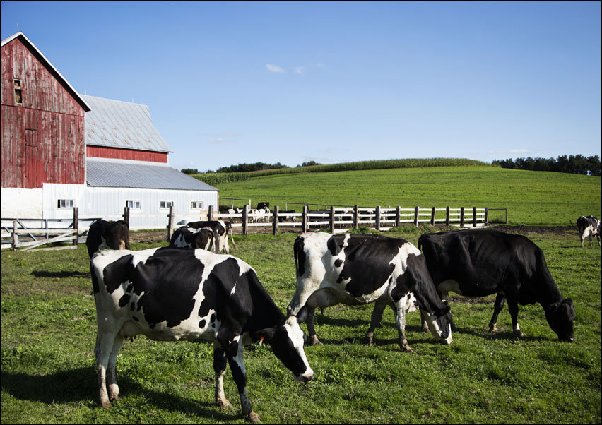 Holstein dairy cows at the Dunnum Family’s Top of the Town dairy farm ...