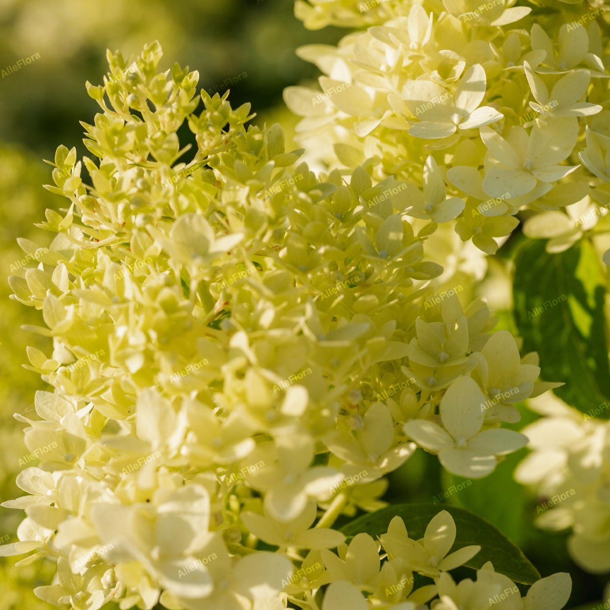 Hortensja bukietowa 'Candlelight' (Hydrangea paniculata) Doniczka 2.0L - Gospodarstwo Ogrodniczo ...