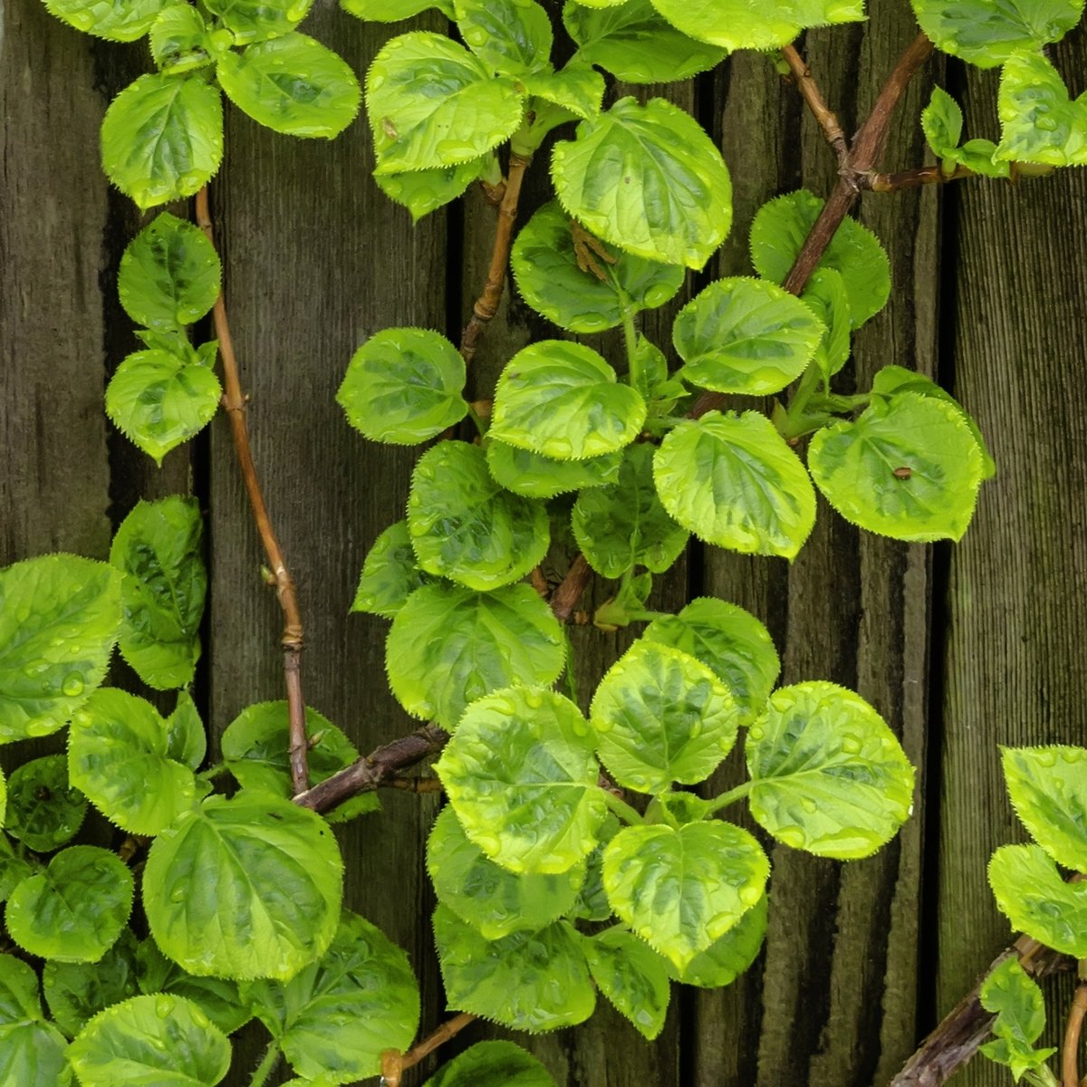 Hortensja pnąca 'Mirranda' (Hydrangea petiolaris) Pnącze do cienia Poj ...