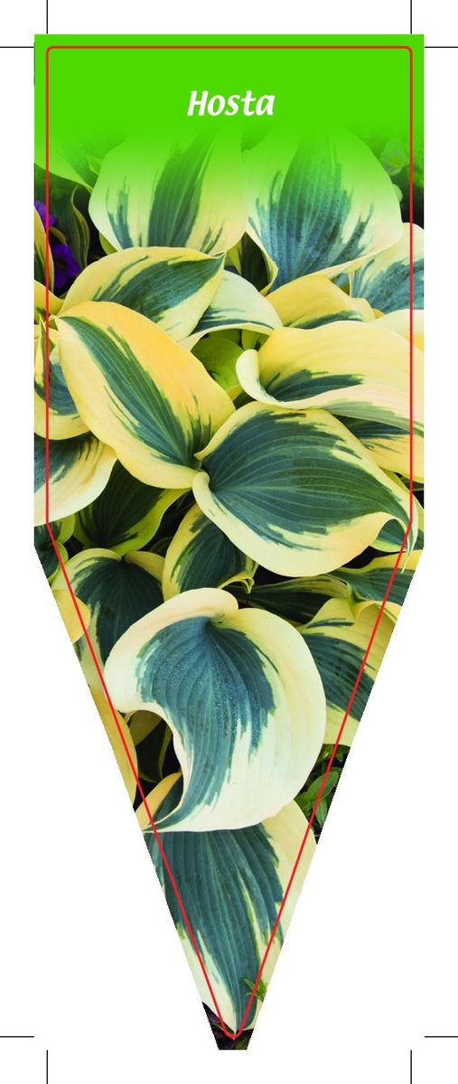 Hosta - 57 x 155 mm - etykiety szkółkarskie - Euroflora | Sklep EMPIK.COM