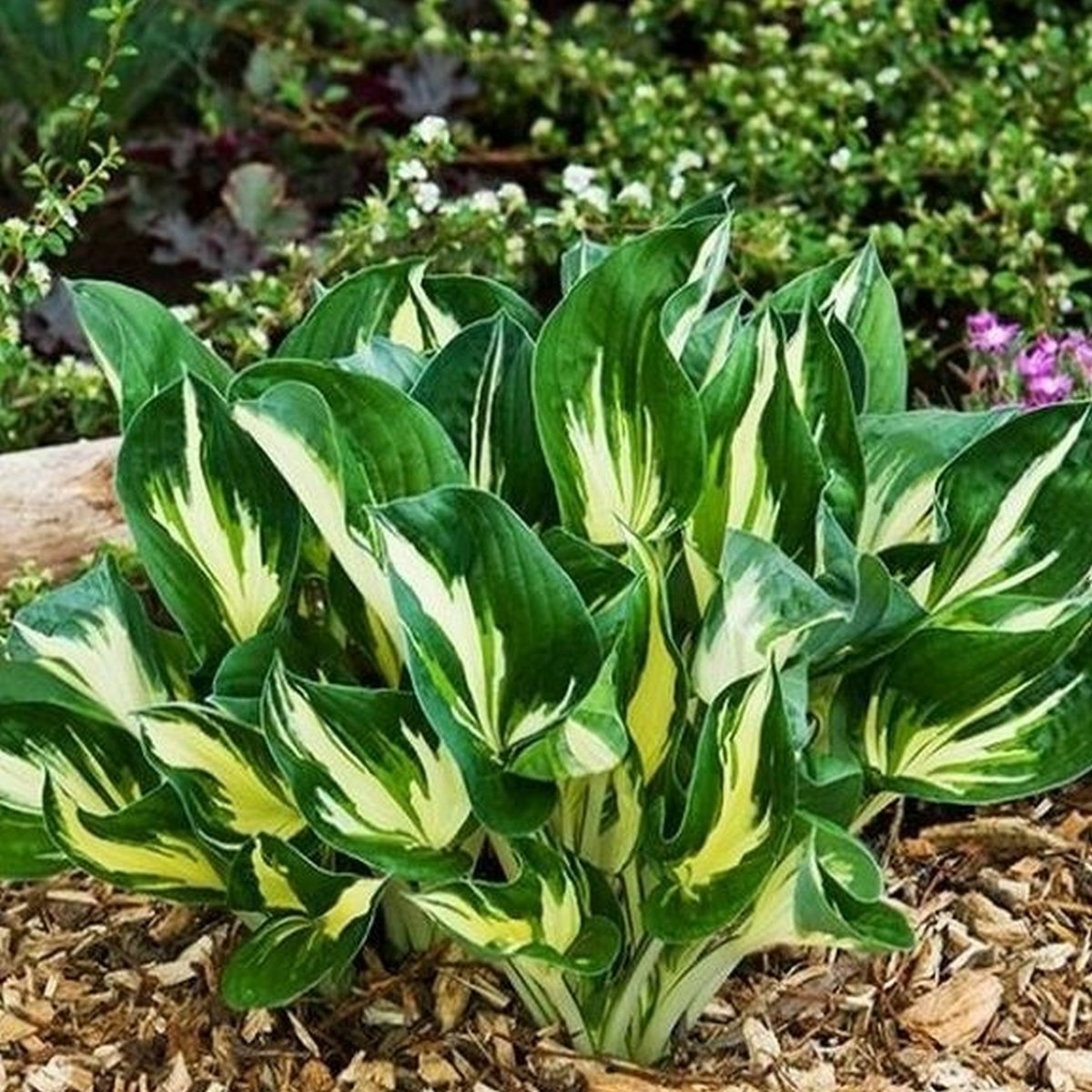 Hosta Funkia Sting 1 szt kłącza - BENEX | Sklep EMPIK.COM