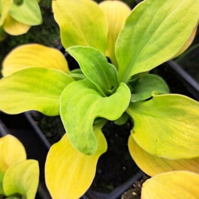 Hosta Funkia Sun Mouse 1 szt. - Królik | Sklep EMPIK.COM