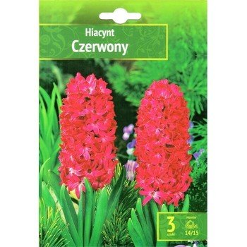 Hyacinthus - Hiacynt Czerwony 3 Szt. - BENEX | Sklep EMPIK.COM