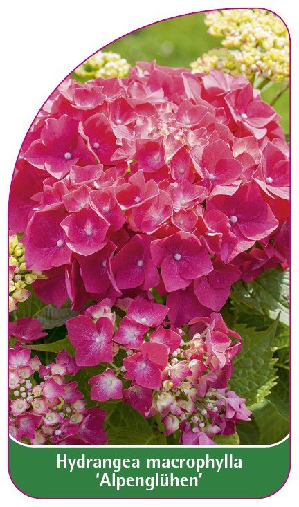 Hydrangea macrophylla 'Alpengluhen' etykieta szkółkarska - Euroflora ...