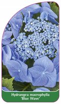 Hydrangea macrophylla 'Blue Wave' etykiety szkółka - Euroflora | Sklep ...