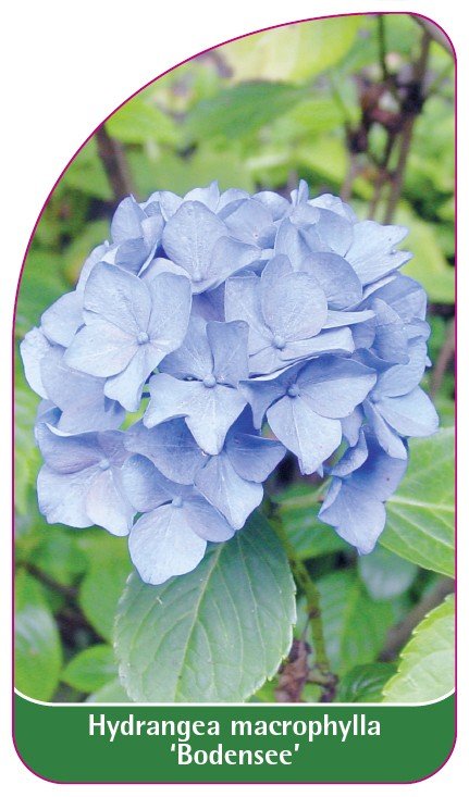 Hydrangea macrophylla 'Bodensee' etykiety szkółka - Euroflora | Sklep EMPIK.COM