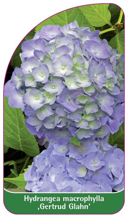 Hydrangea macrophylla 'Gertrud Glahn' - A etykieta szkółkarska ...