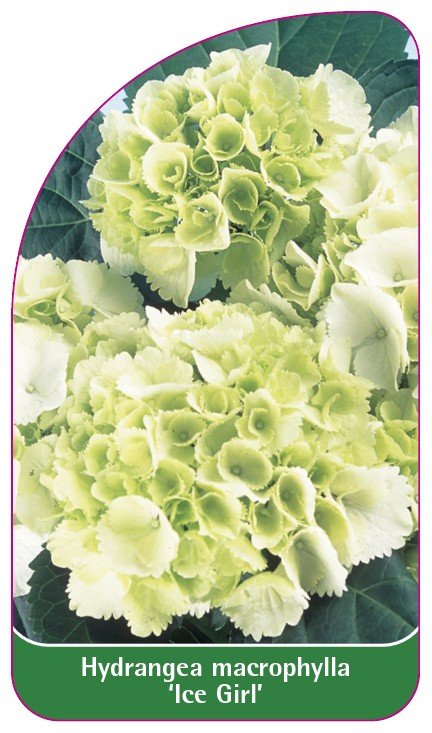 Hydrangea macrophylla 'Ice Girl' etykieta szkółkarska - Euroflora ...