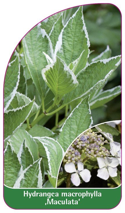 Hydrangea macrophylla 'Maculata' etykieta szkółkarska - Euroflora ...