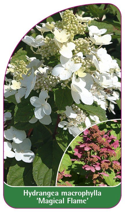 Hydrangea macrophylla 'Magical Flame' etykieta szkółkarska - Euroflora ...