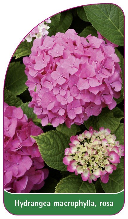 Hydrangea macrophylla, rosa - A - etykiety szkółkarskie - Euroflora ...