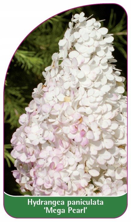 Hydrangea paniculata 'Mega Pearl' etykiety - Euroflora | Sklep EMPIK.COM