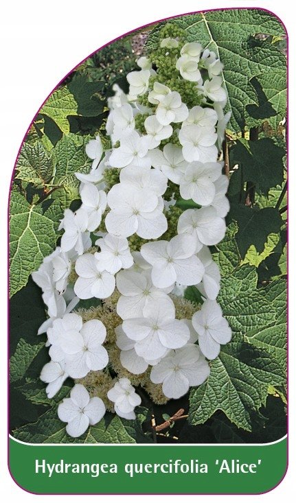 Hydrangea quercifolia 'Alice' etykiety szkółka - Euroflora | Sklep ...