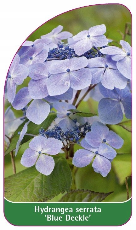 Hydrangea serrata 'Blue Deckle' etykiety szkółka - Euroflora | Sklep ...