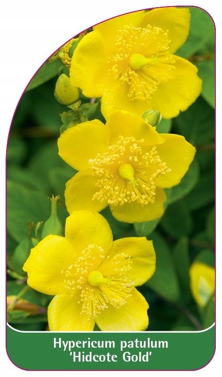Hypericum patulum 'Hidcote Gold' etykiety szkółka - Euroflora | Sklep EMPIK.COM