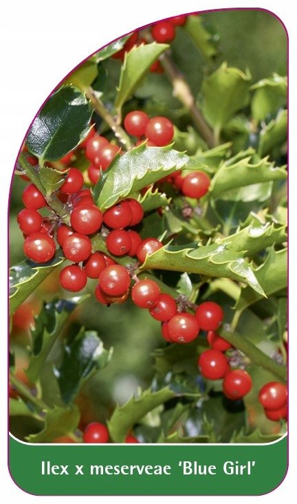 Ilex x meserveae 'Blue Girl' etykiety szkółkarskie - Euroflora | Sklep ...