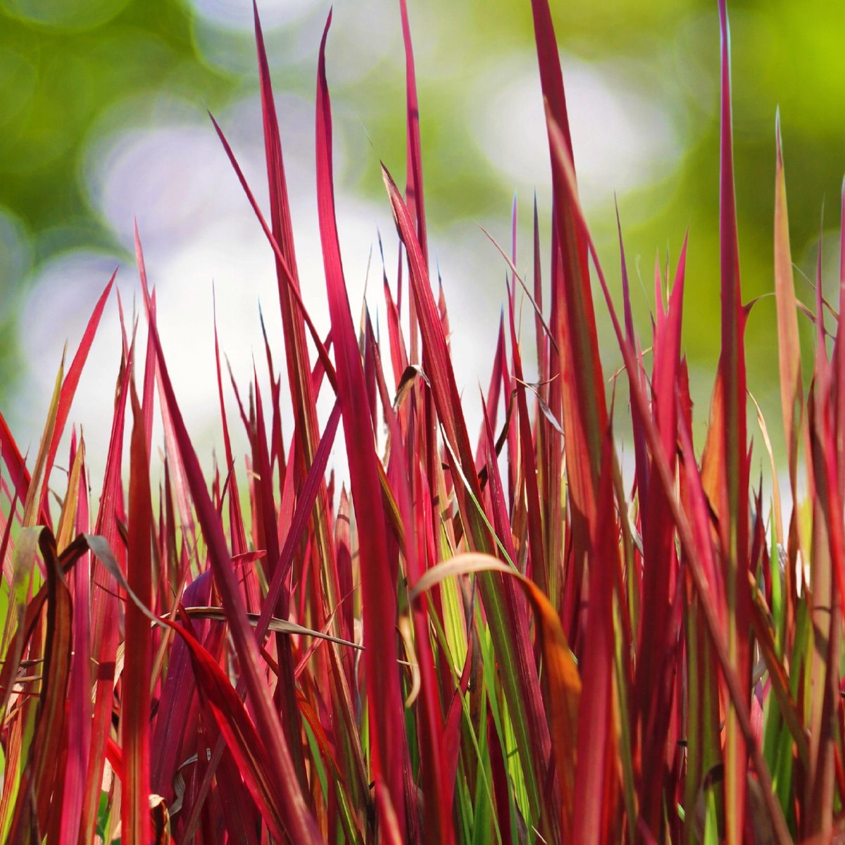 Imperata cylindryczna 'Red Baron' (Imperata cylindrica) Czerwona trawa ...