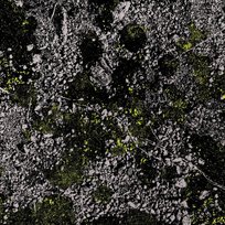 Infest The Rats Nest, płyta winylowa - King Gizzard & the Lizard Wizard ...