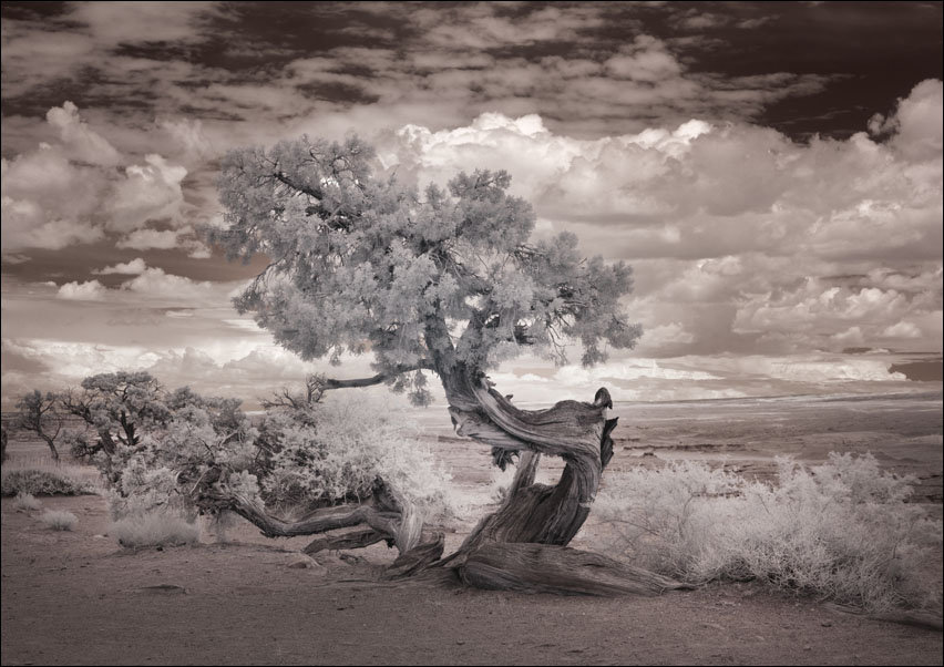 Infrared view of a twisted tree in the desert near the Salton Sea ...