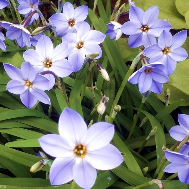 Ipheion Uniflorum Ifejon Wisley Blue 10 szt. - Inna marka | Sklep EMPIK.COM