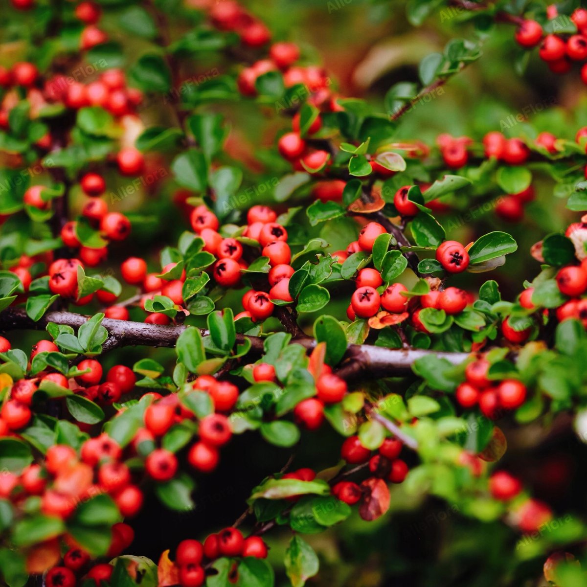 Irga płożąca Dammera 'Major' (Cotoneaster dammeri) Doniczka 1.0L ...