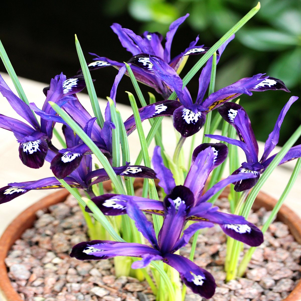 Iris Reticulata Kosaciec Blue Note 10 szt cebulki - BENEX | Sklep EMPIK.COM