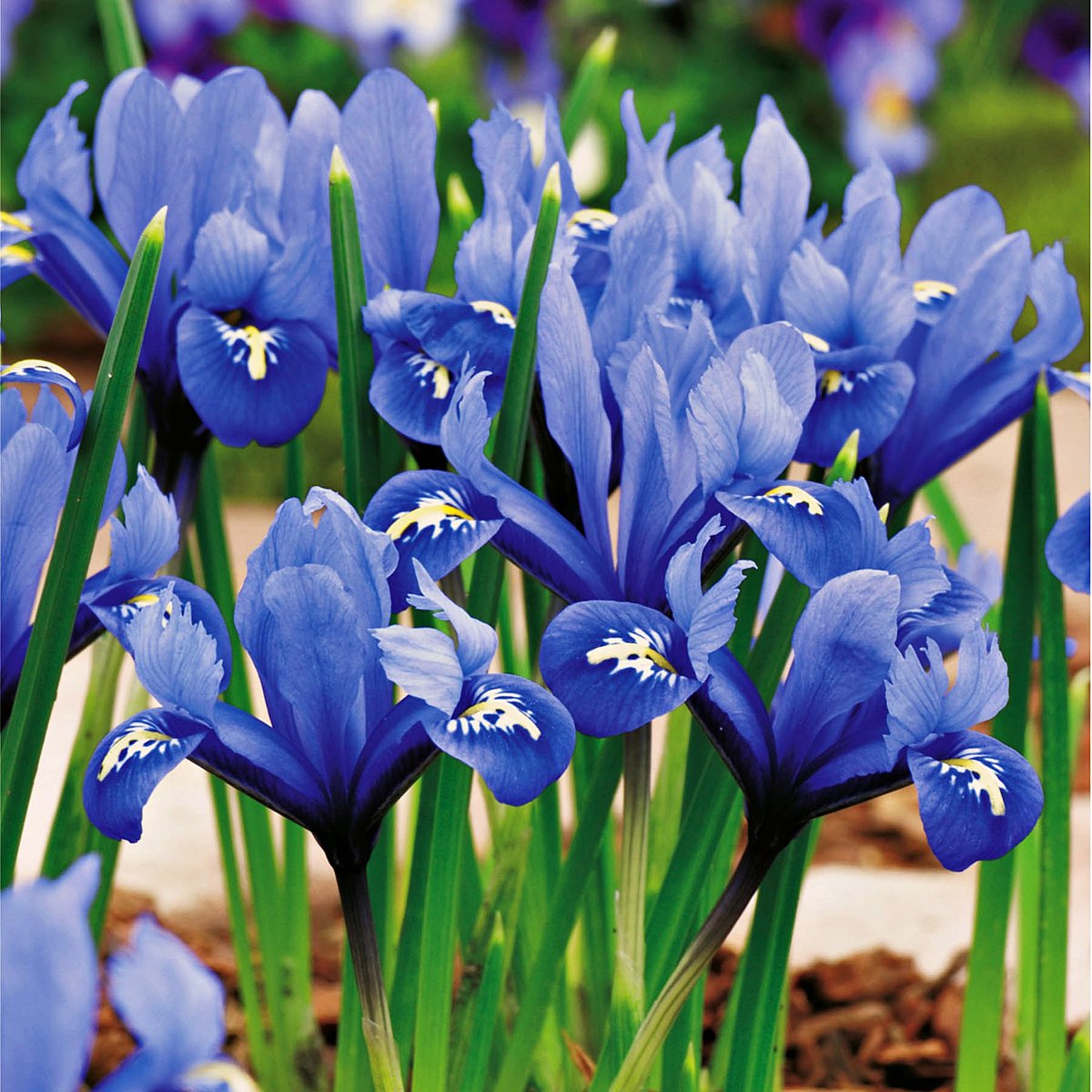 Iris Reticulata Żyłkowany Harmony 10 szt cebulki irysy - BENEX | Sklep EMPIK.COM