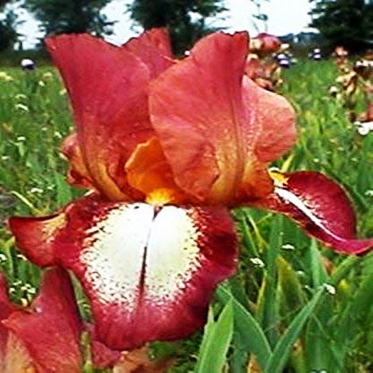 Irys Germanica Bródkowy Rimfire 1 szt Irysy - BENEX | Sklep EMPIK.COM