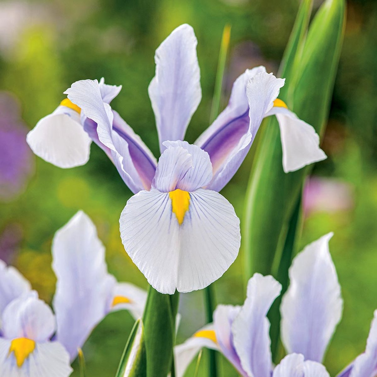Irys Holenderski Carmen 10 szt cebulki irysów - BENEX | Sklep EMPIK.COM