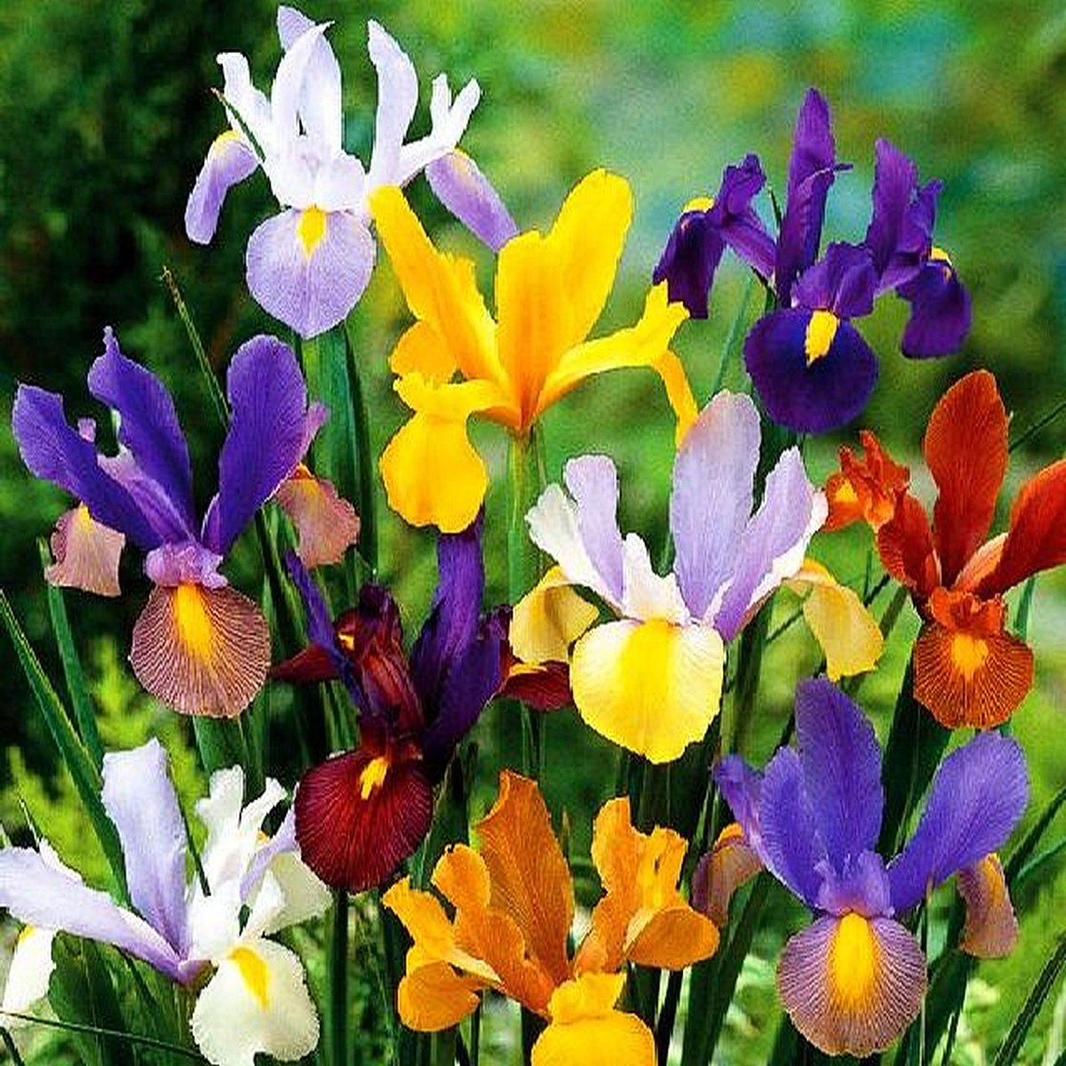 Irys Holenderski Mix 50 szt cebulki - BENEX | Sklep EMPIK.COM