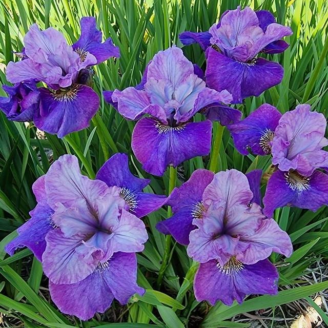 Irys sibirica syberyjski Star Lion 1 szt. - Królik | Sklep EMPIK.COM