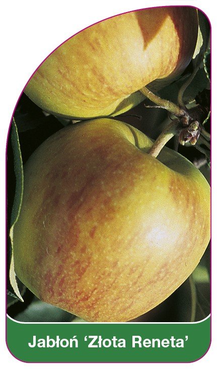 jabłoń 'Złota Reneta' etykieta szkółkarska - Inna marka | Sklep EMPIK.COM