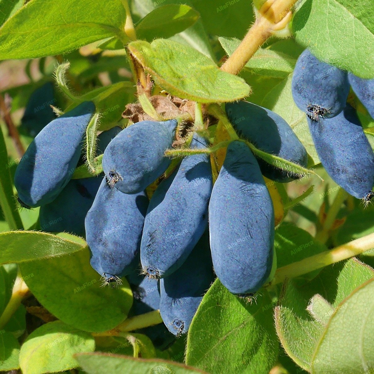 Jagoda kamczacka bardzo wczesna 'Morena' Duże owoce (Lonicera caerulea ...